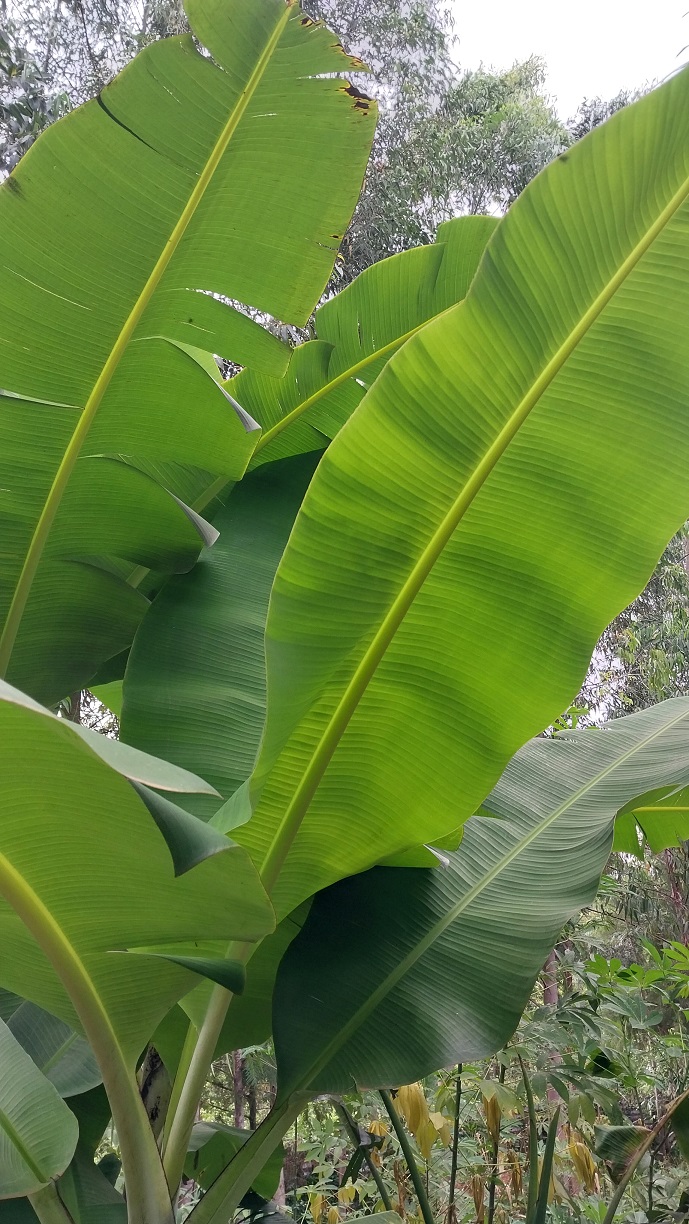 De les van de bananenbomen - Light to Shine Foundation